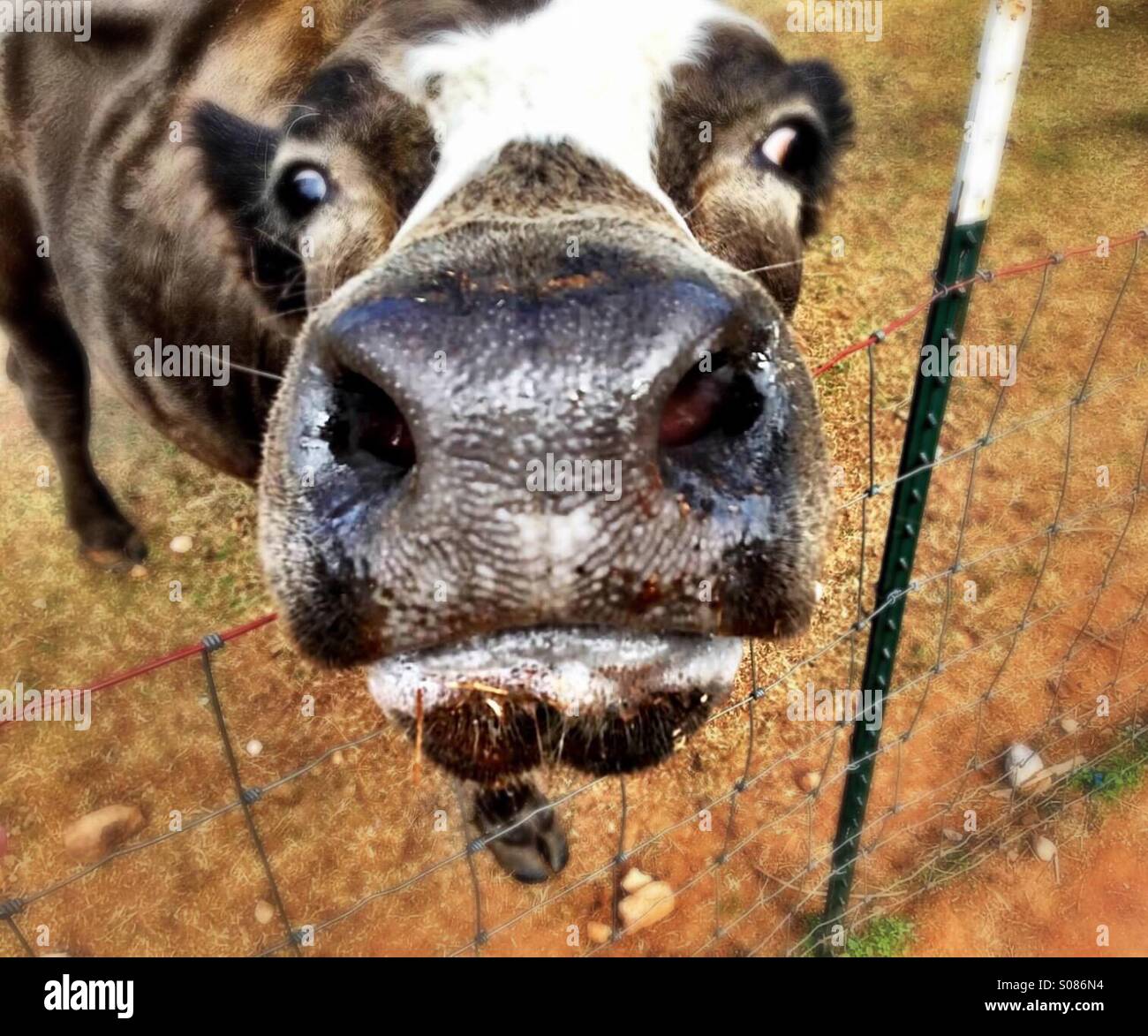 Cow barn smell hi-res stock photography and images - Alamy