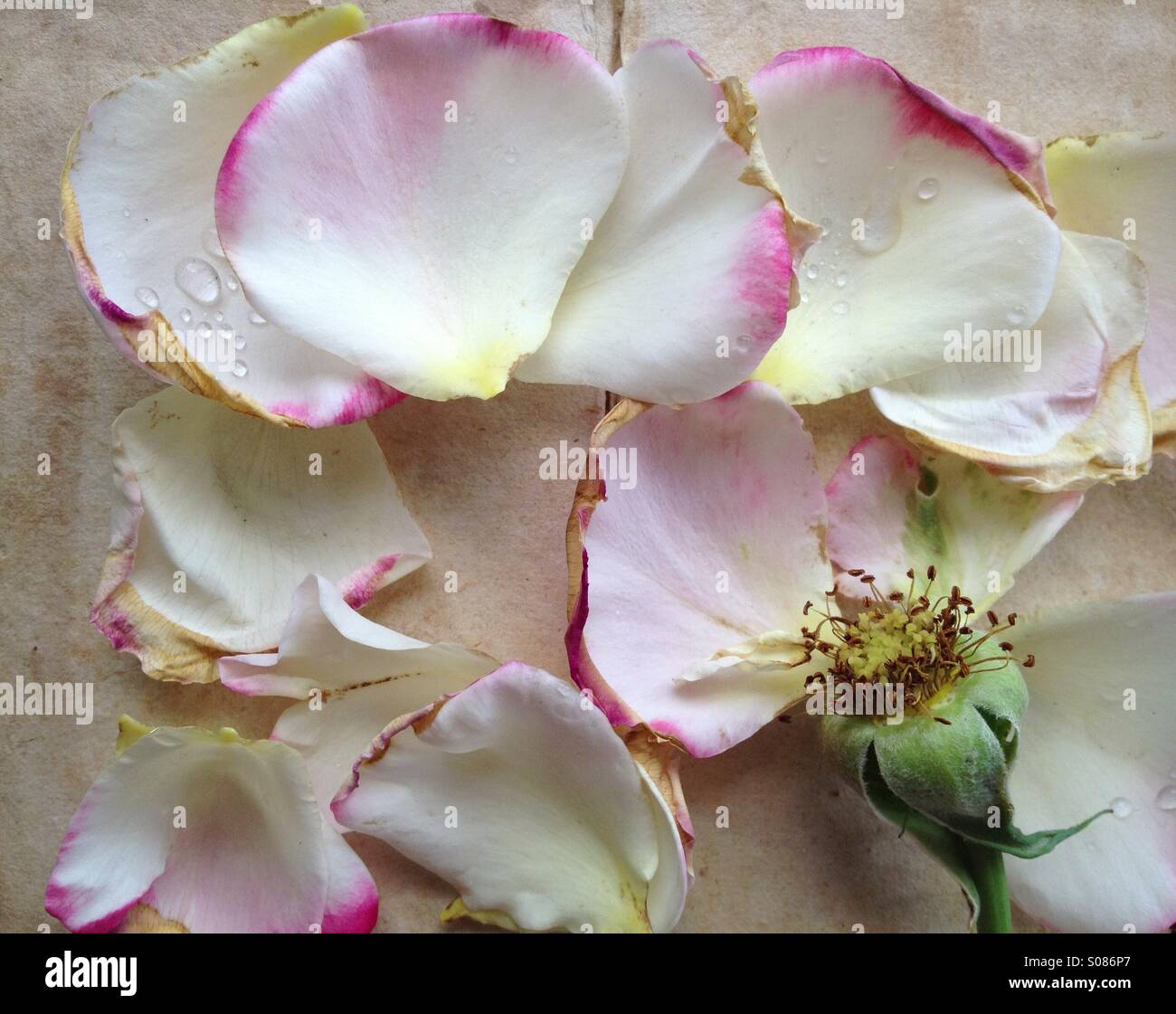 Rose with fallen petals Stock Photo - Alamy