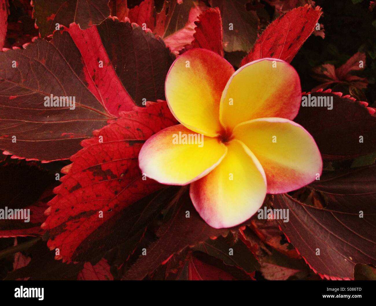 Frangipani leaves hi-res stock photography and images - Alamy