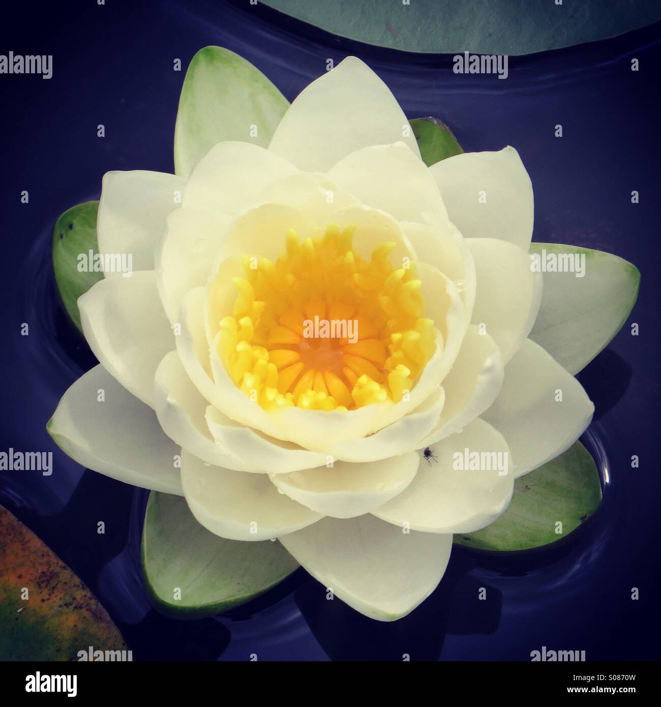 Lily pad flower white hi-res stock photography and images - Alamy