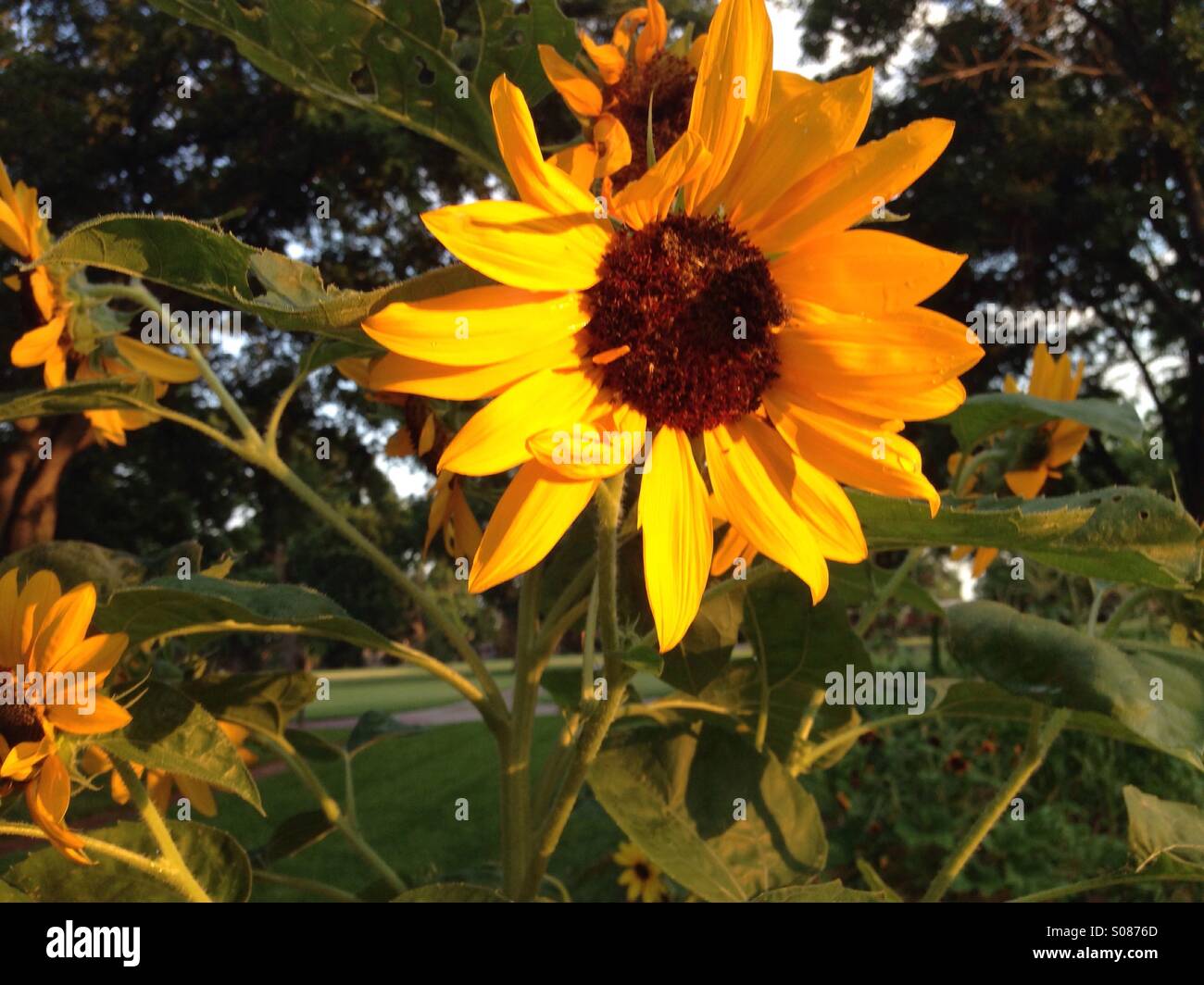 Nature plant sunflower hi-res stock photography and images - Alamy