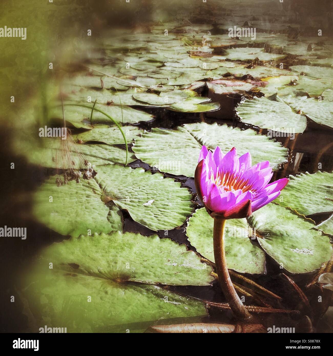 Lily in outdoor pond Stock Photo - Alamy