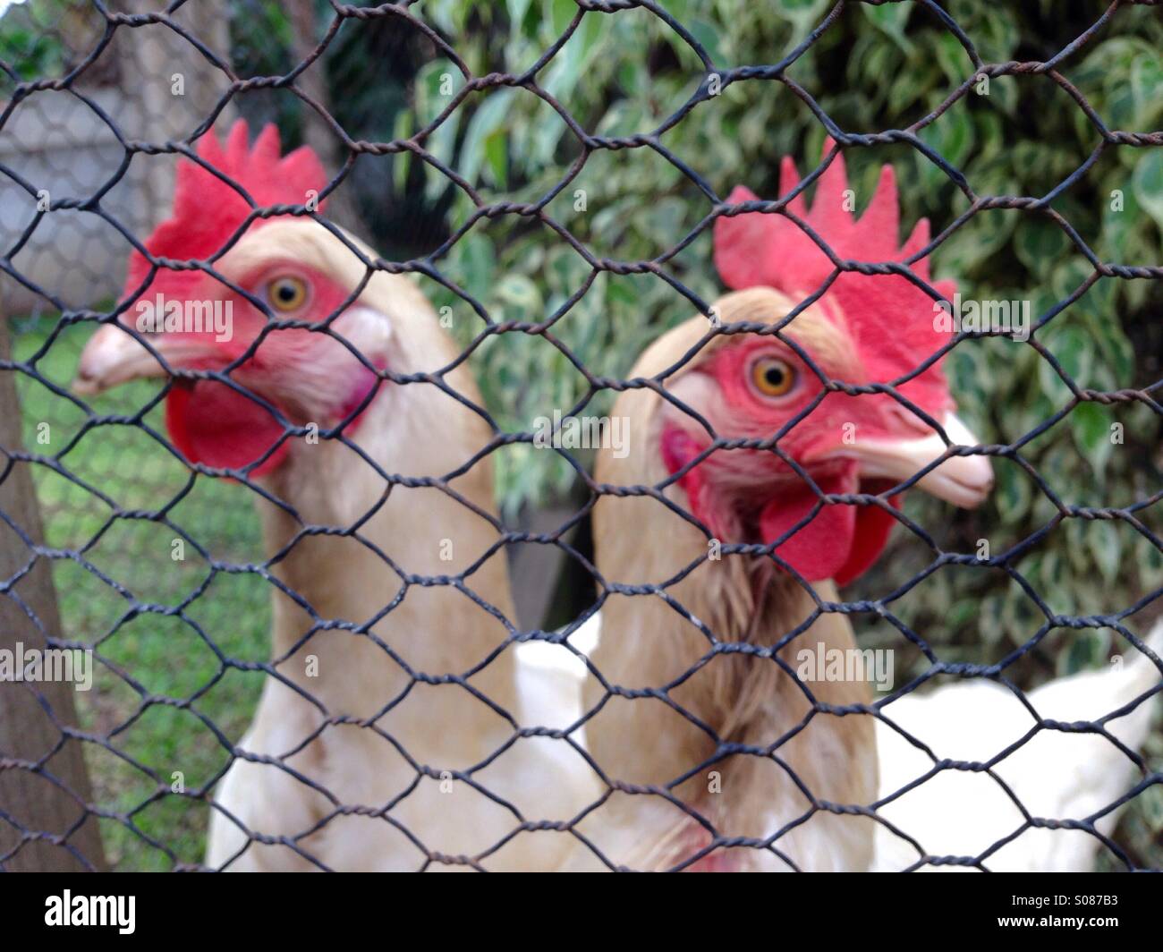 Chicken Beaks High Resolution Stock Photography and Images - Alamy