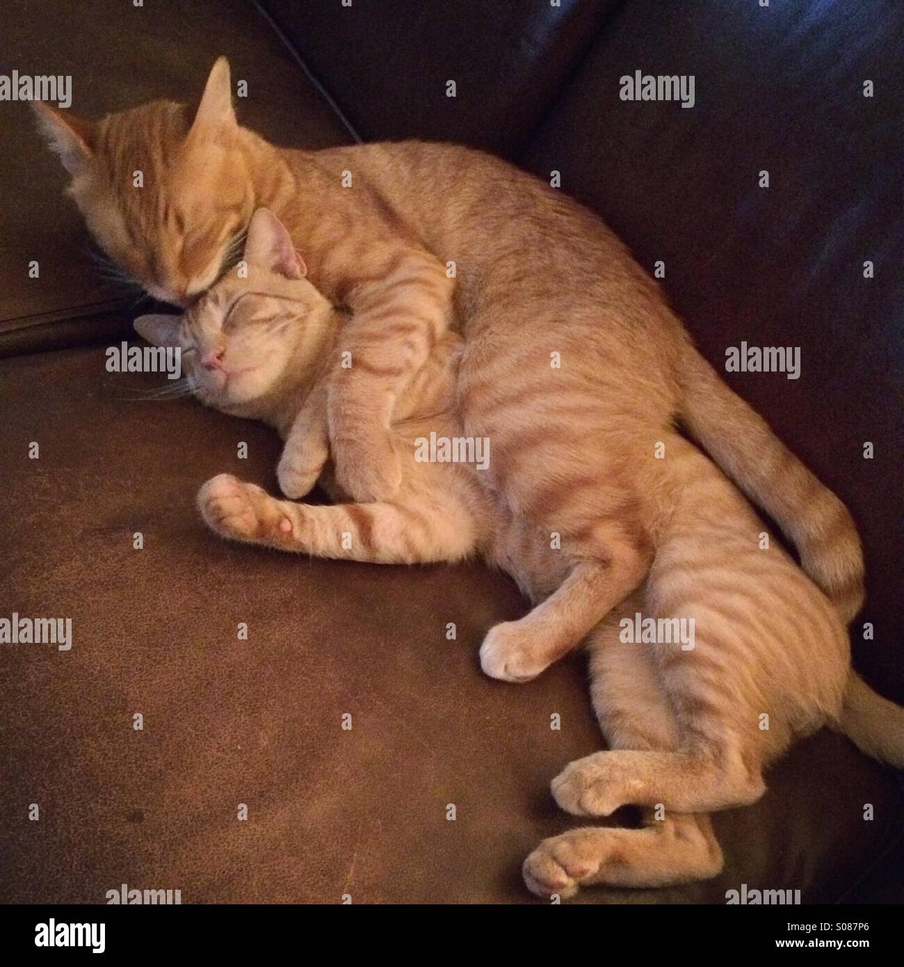 Two cats hi-res stock photography and images - Alamy