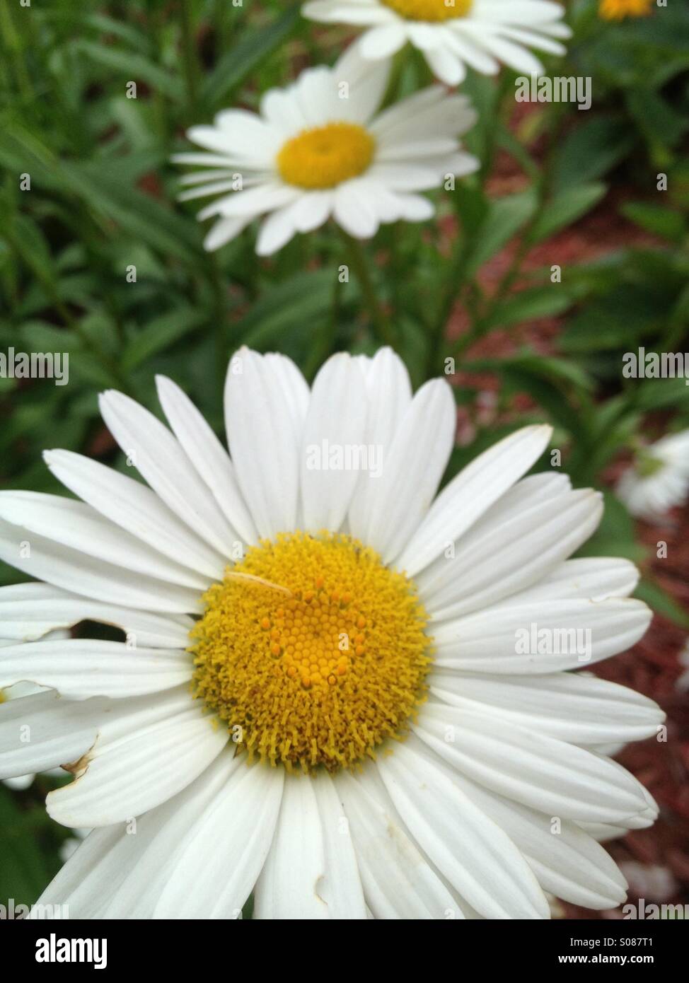 Green stem flora hi-res stock photography and images - Alamy