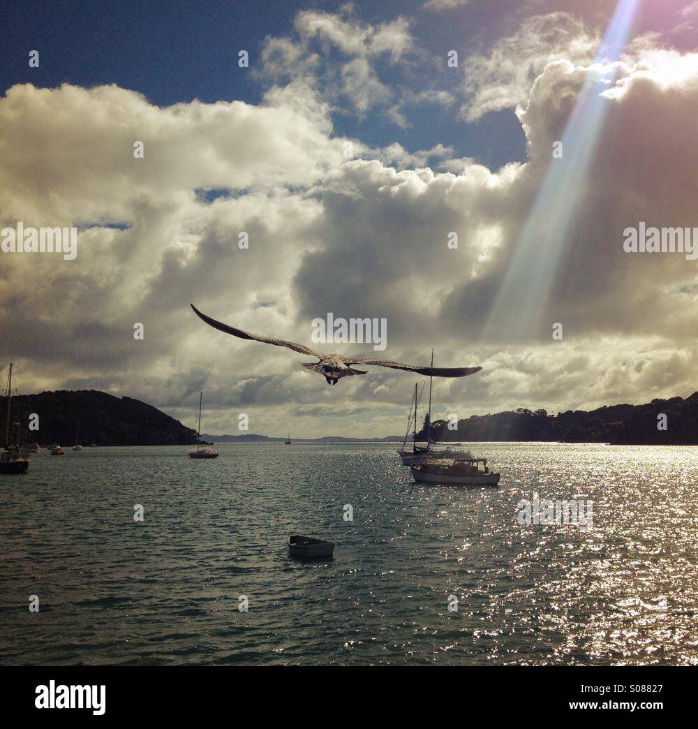 New zealand mangonui hi-res stock photography and images - Alamy