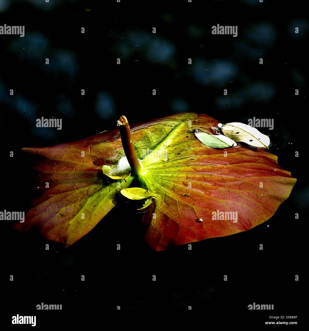 Floating leaves hi-res stock photography and images - Alamy
