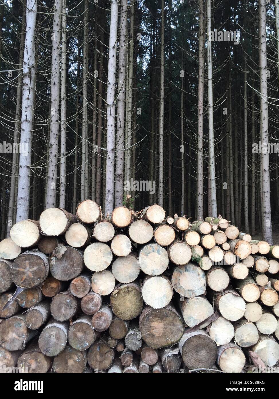 A pile of wood in the forrest Stock Photo - Alamy