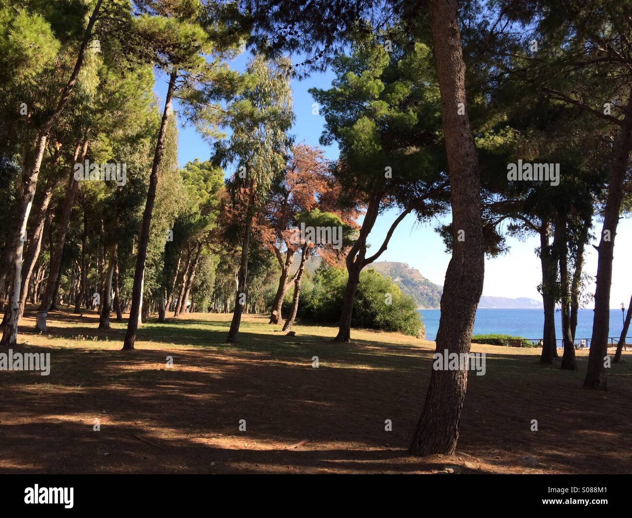 Ogliastro Marina pinewood - Cilento National Park - Castellabate -Italy ...