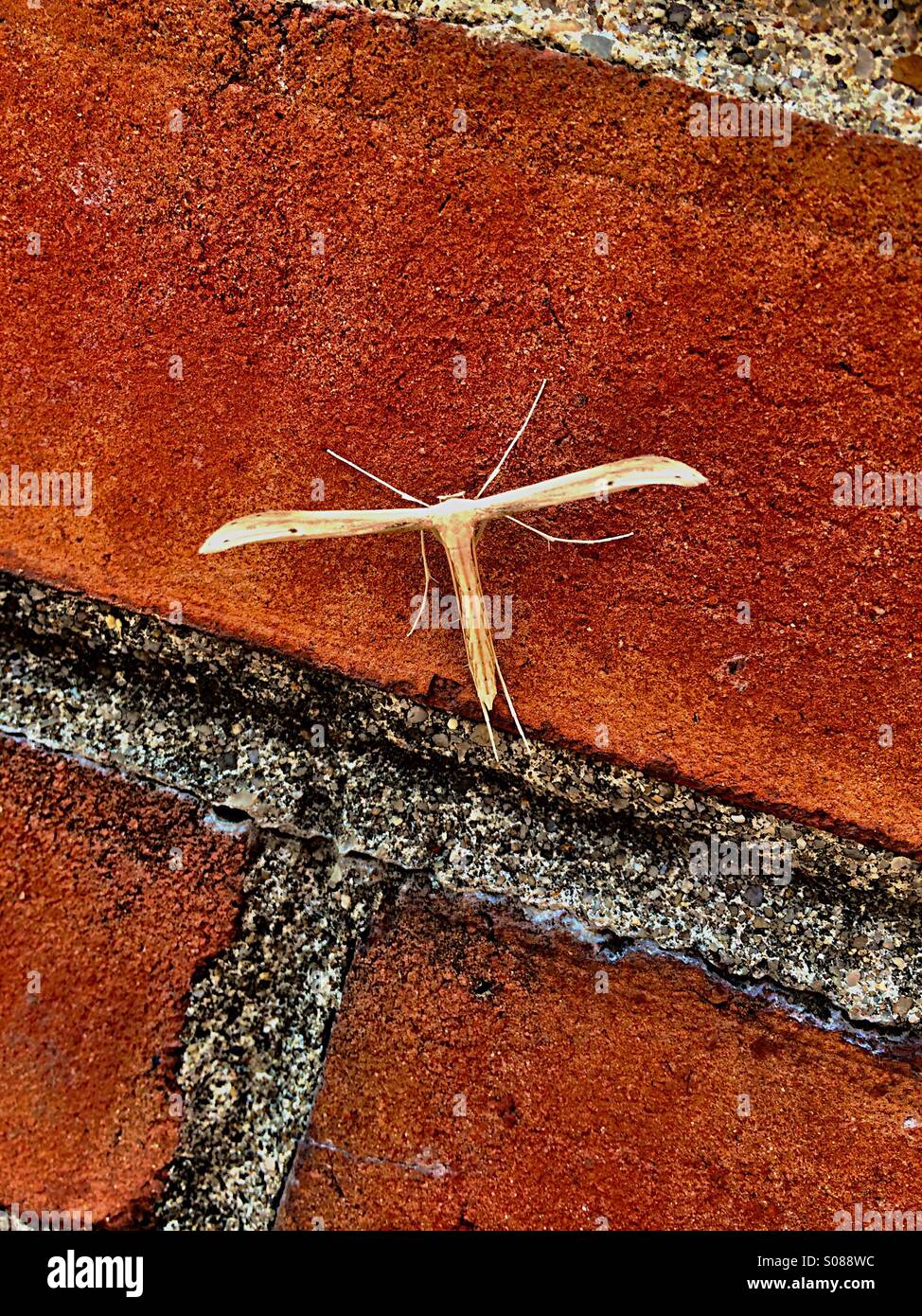 Brick wall bug hi-res stock photography and images - Alamy