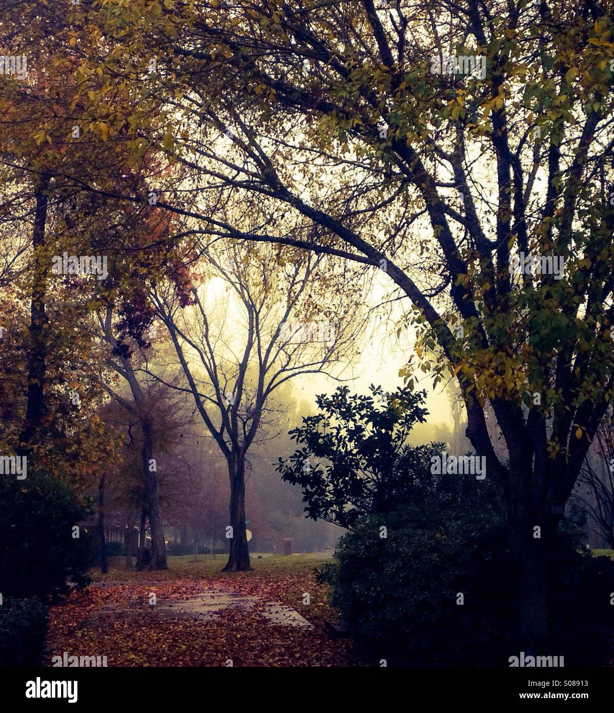 Foggy fall morning Stock Photo - Alamy