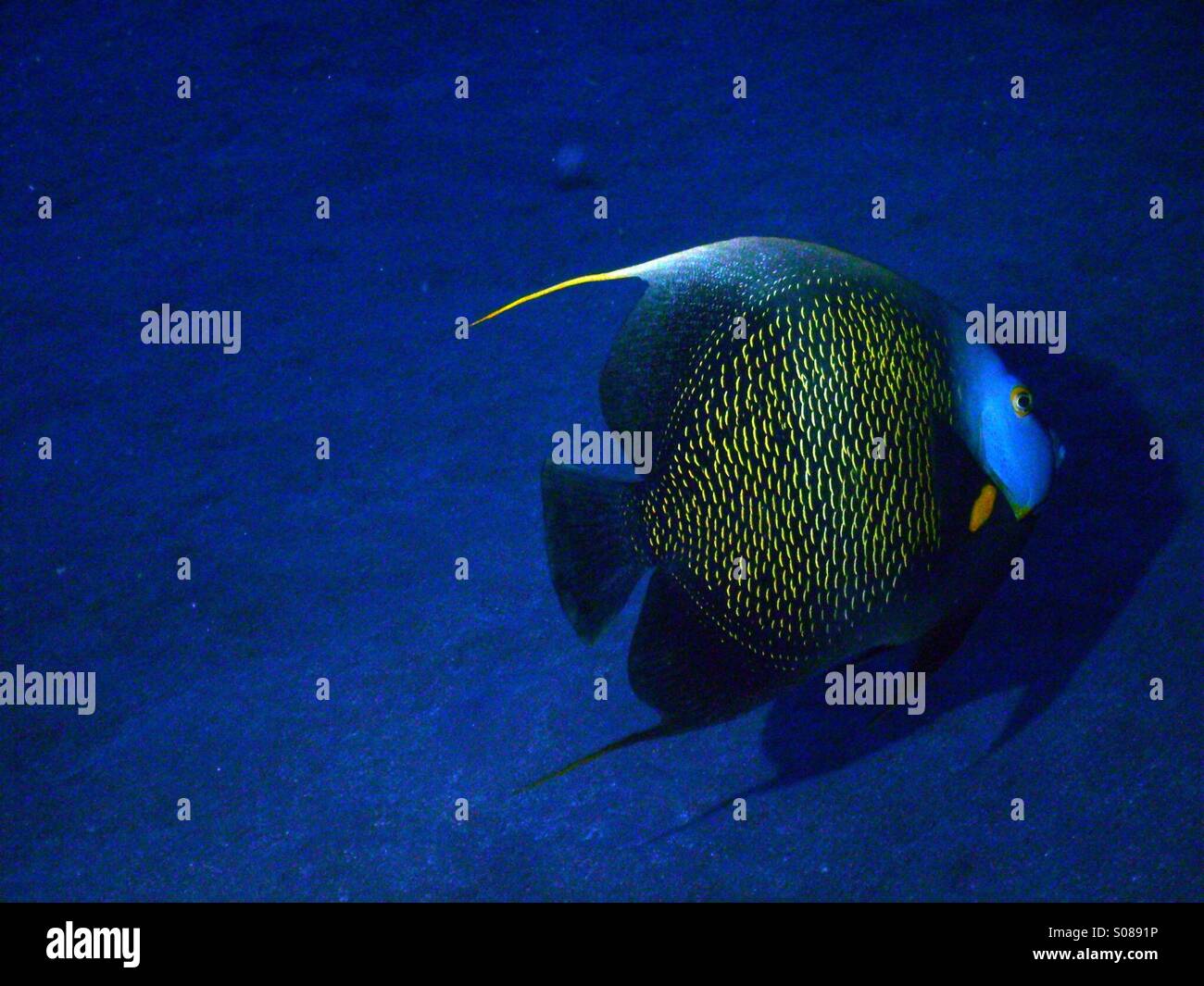 Angel fish hi-res stock photography and images - Alamy