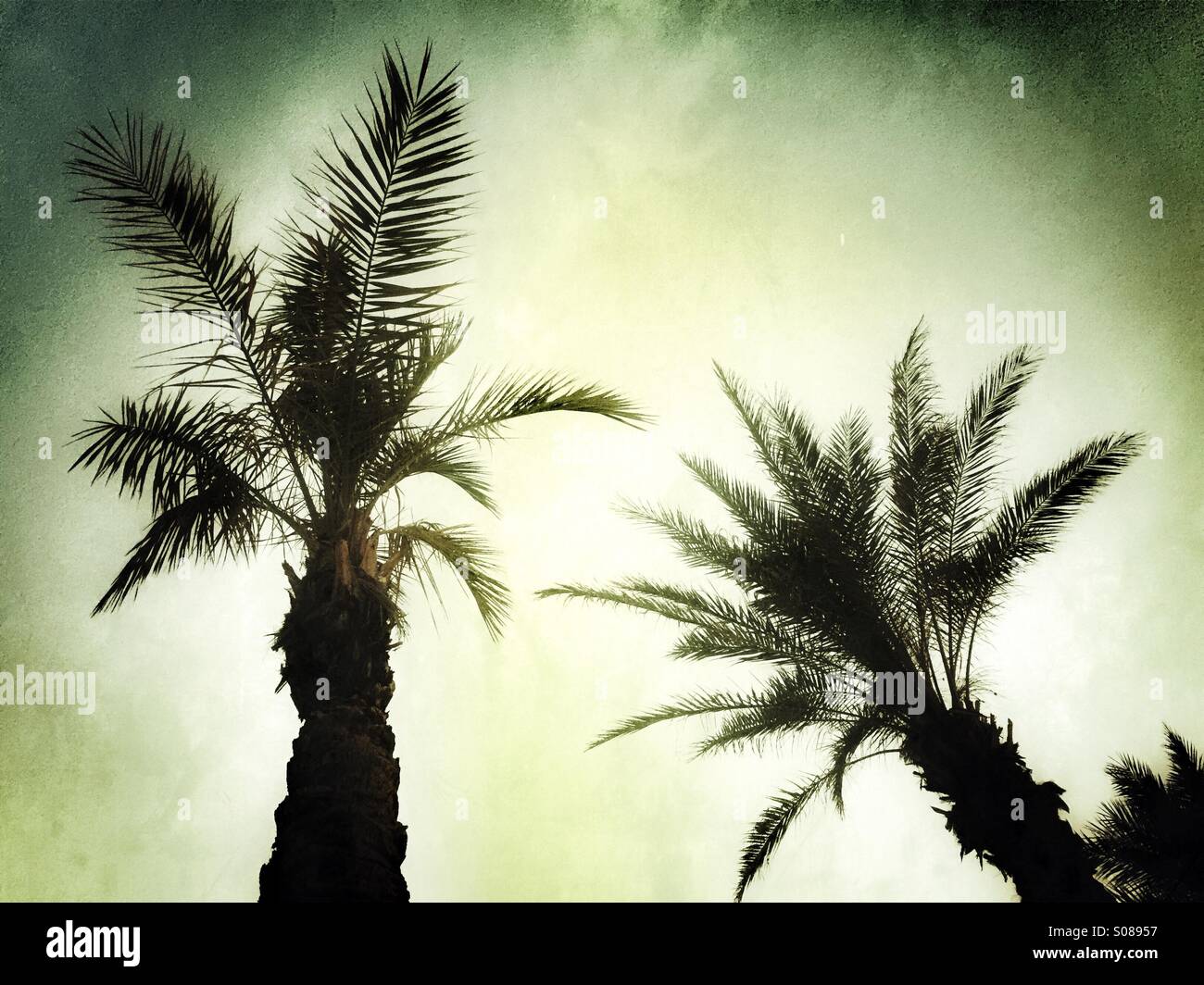 Palm trees Beirut Lebanon Stock Photo - Alamy