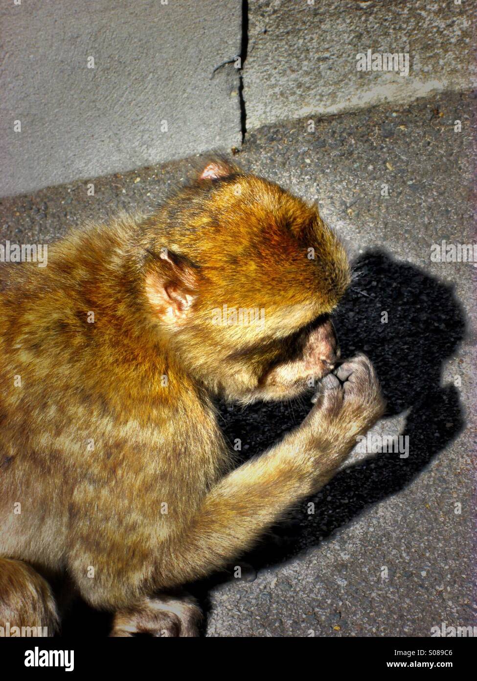 Ape monkey hi-res stock photography and images - Alamy