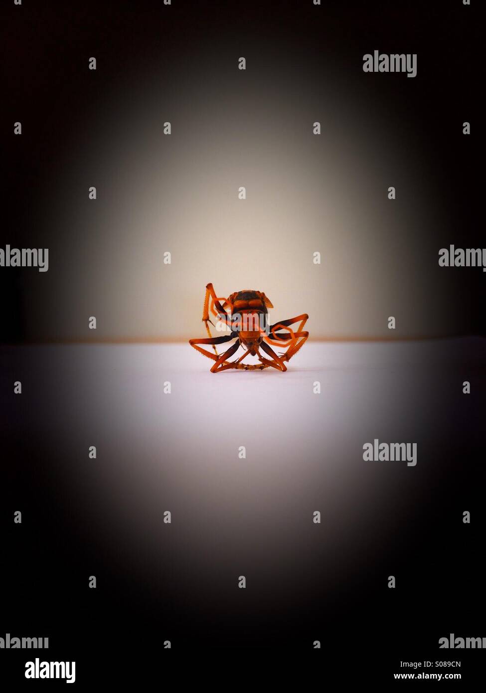 Australian insect tunnel focus Stock Photo - Alamy