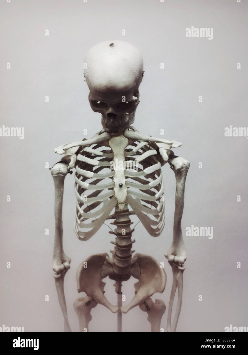 Old human skeleton hi-res stock photography and images - Alamy