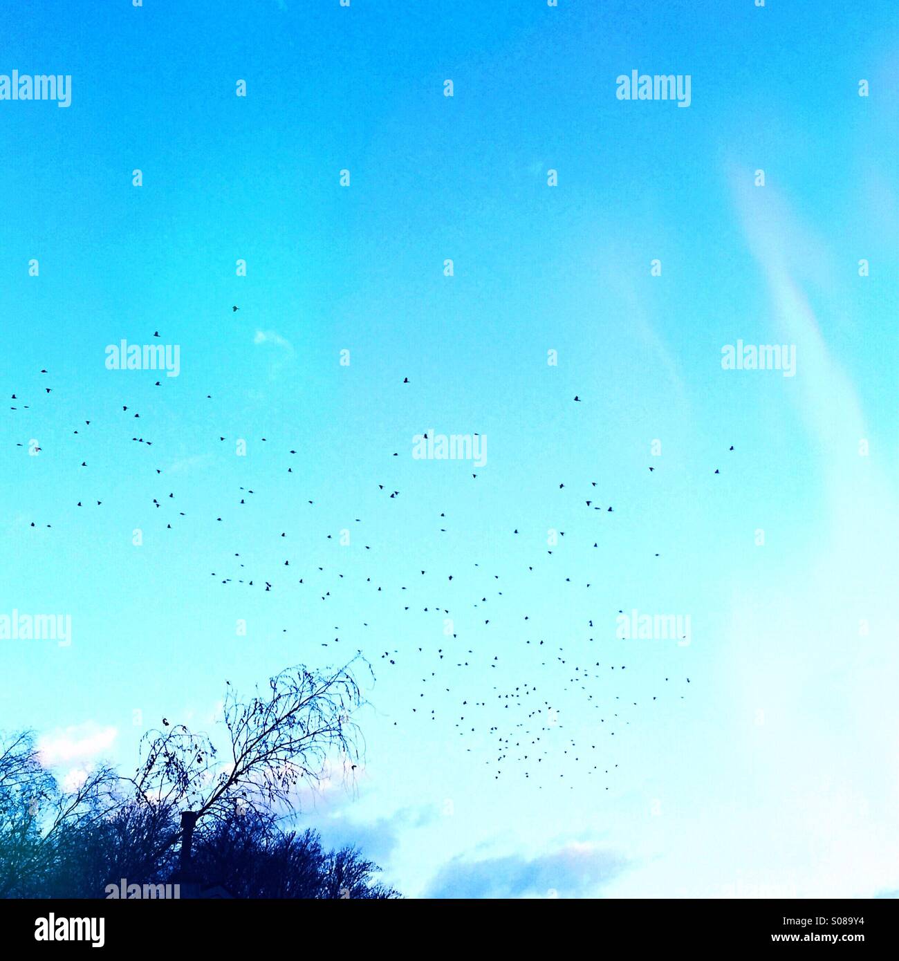 Scattered Birds in Flight Stock Photo - Alamy