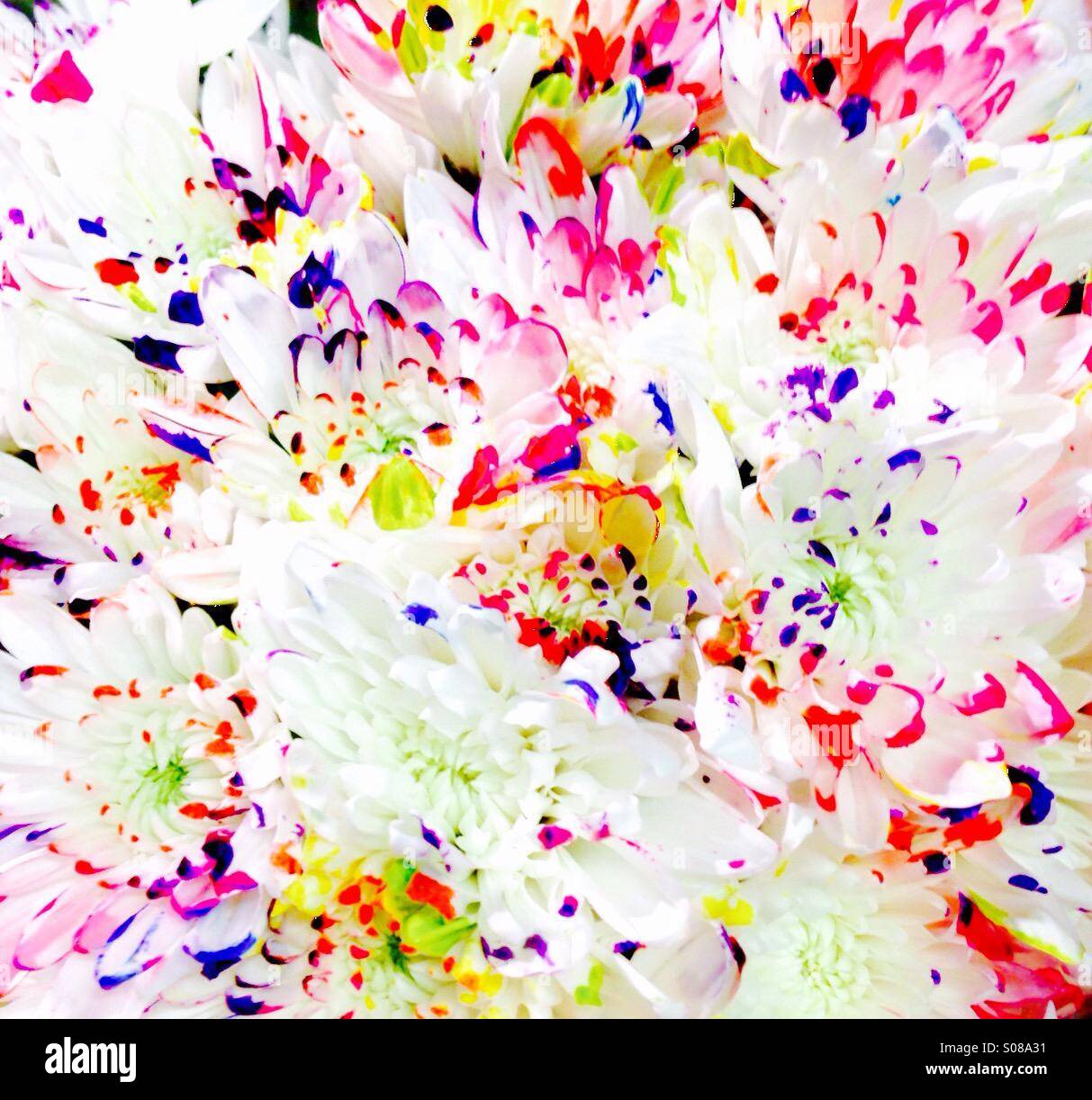 Carnation color hi-res stock photography and images - Alamy