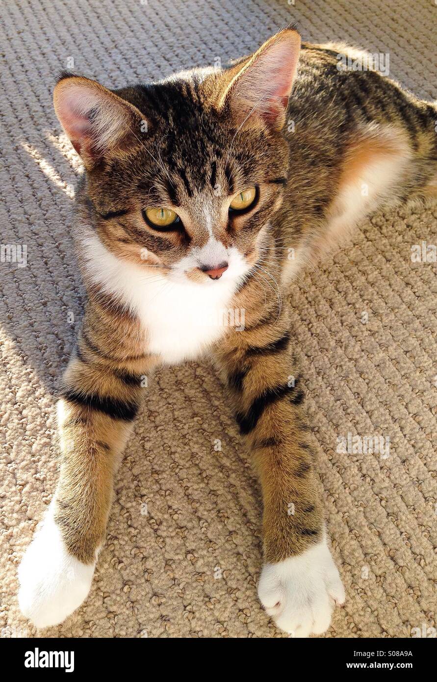 Pounce tiger hi-res stock photography and images - Alamy