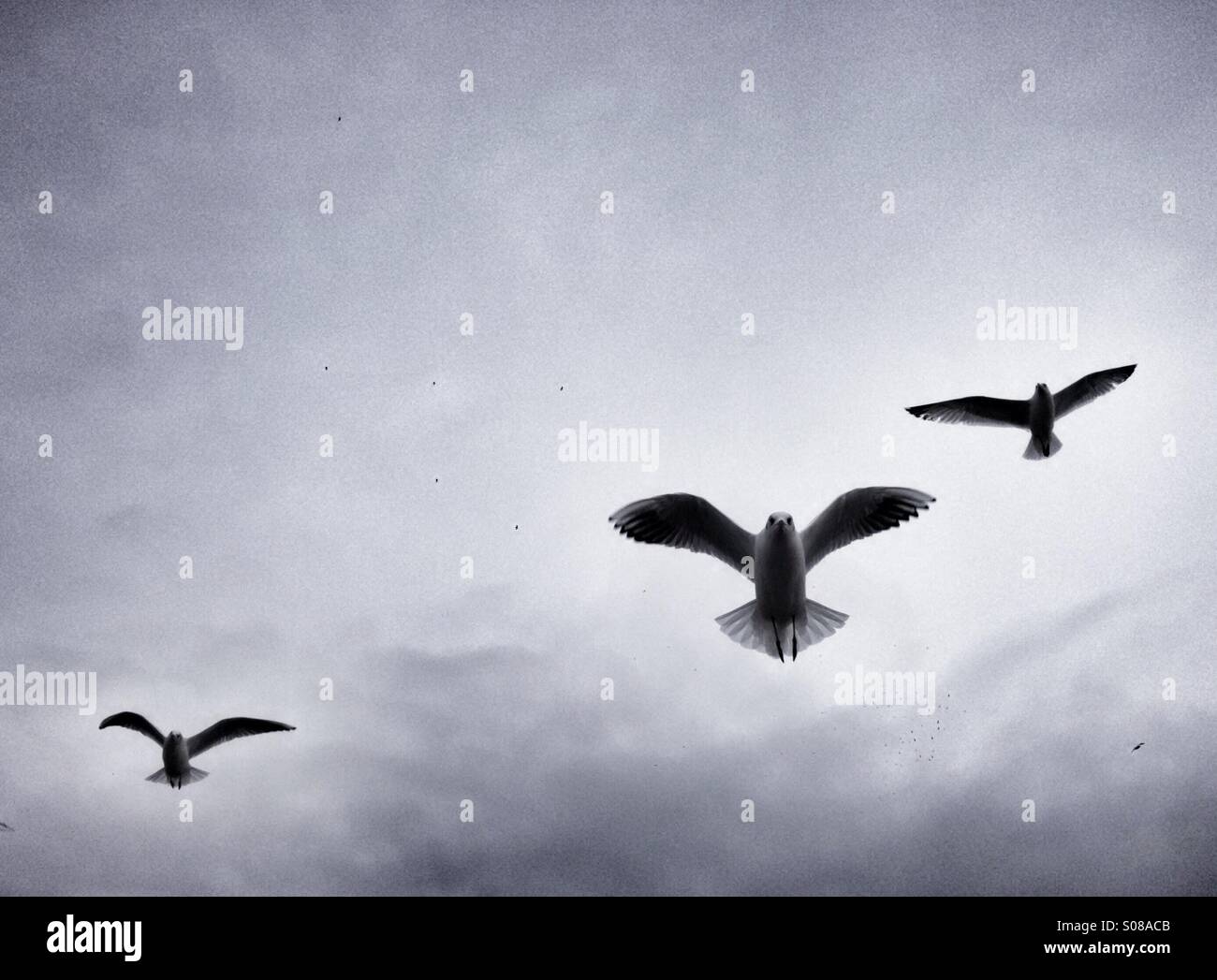 River exe birds hi-res stock photography and images - Alamy