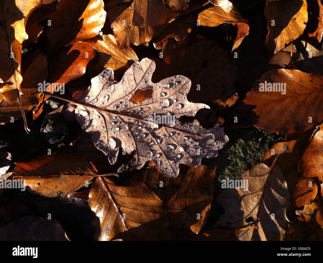 Dropped leaf hi-res stock photography and images - Alamy