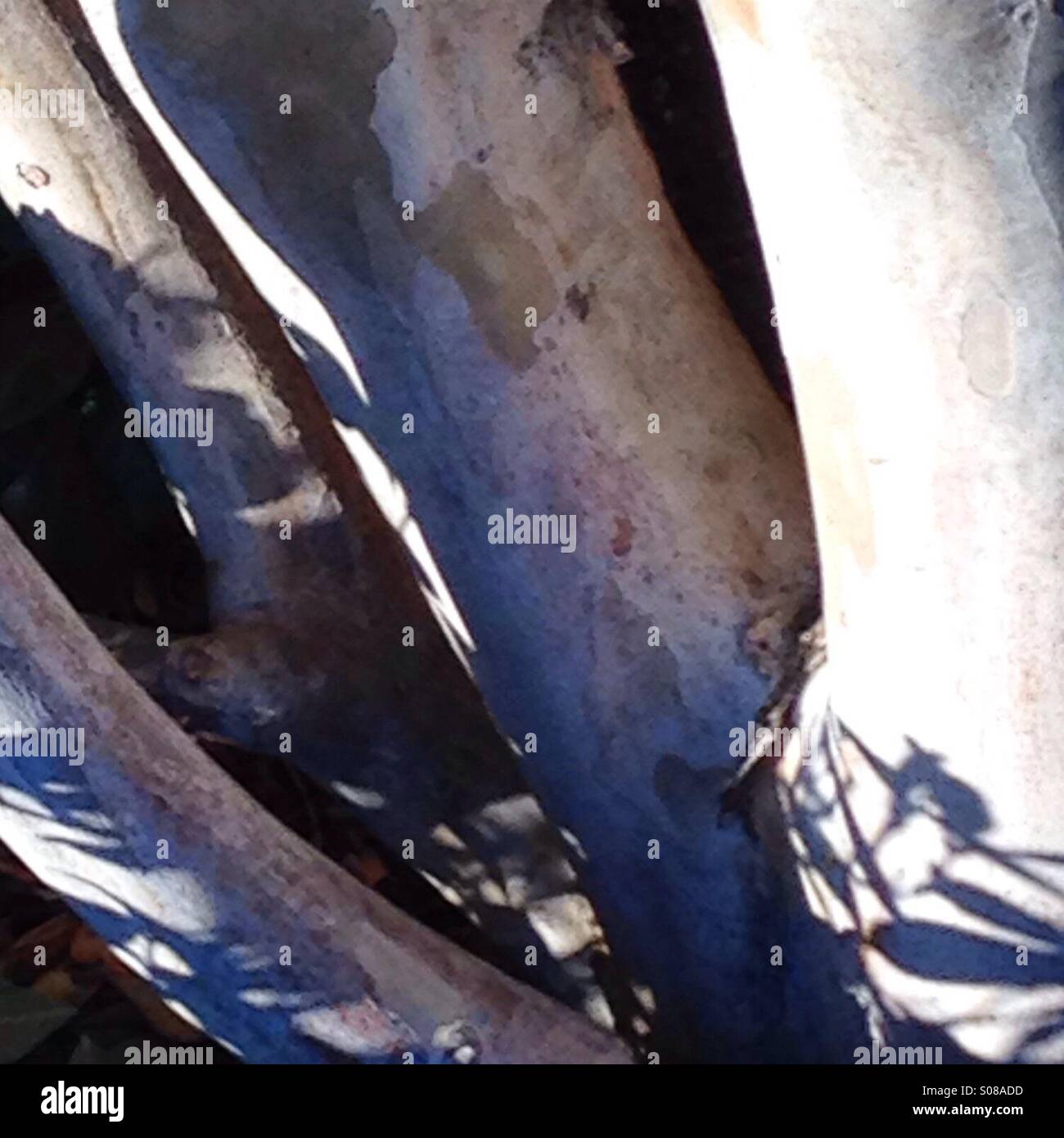 White Tree Trunk, Late Afternoon, Blue Shadows Stock Photo - Alamy