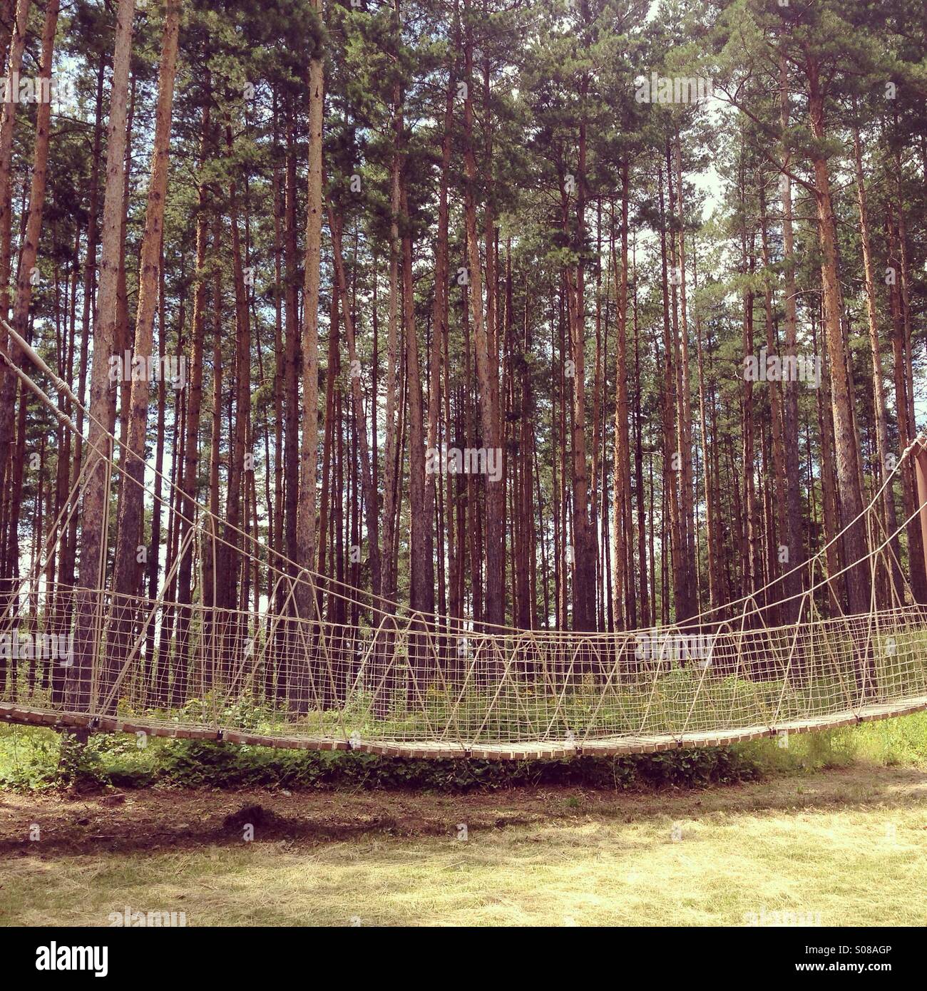 A bridge in the forest Stock Photo - Alamy