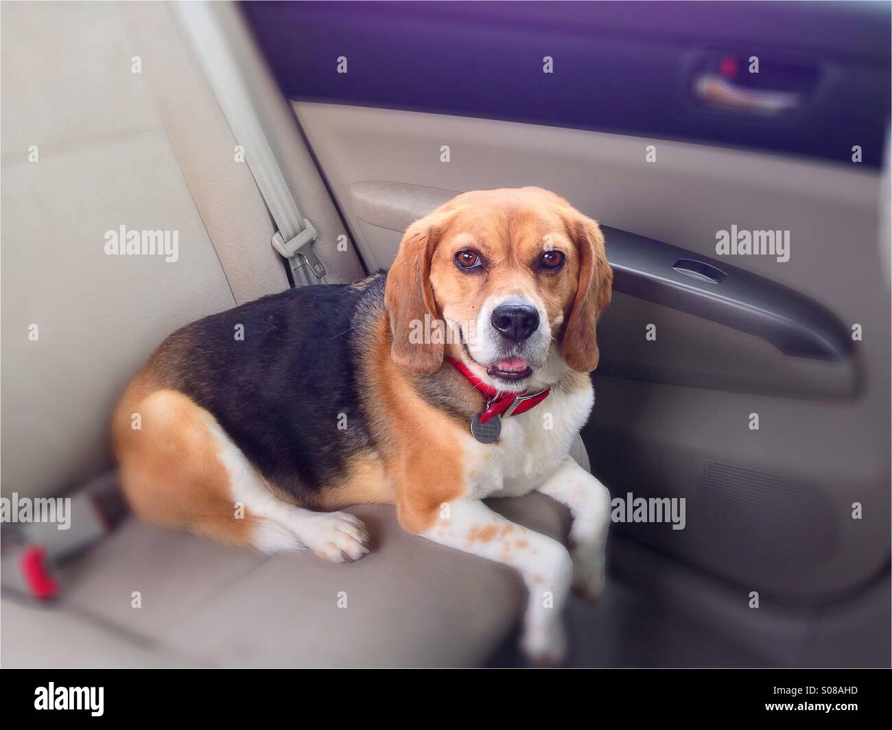 Human Teeth Smiling Beagle