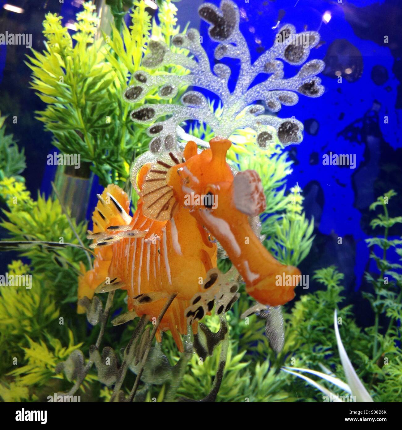 Seahorse tail hi-res stock photography and images - Alamy