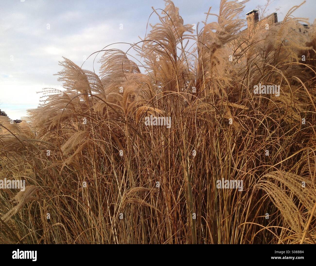 Tall ornamental hi-res stock photography and images - Alamy