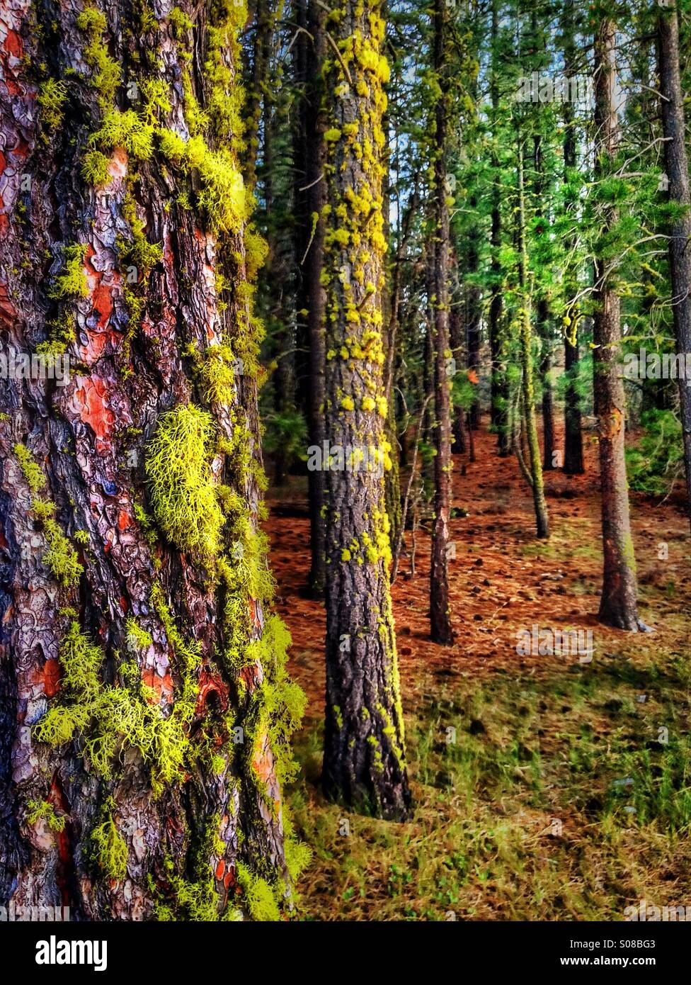 Green Moss on Trees in a Northern California Forest Stock Photo - Alamy