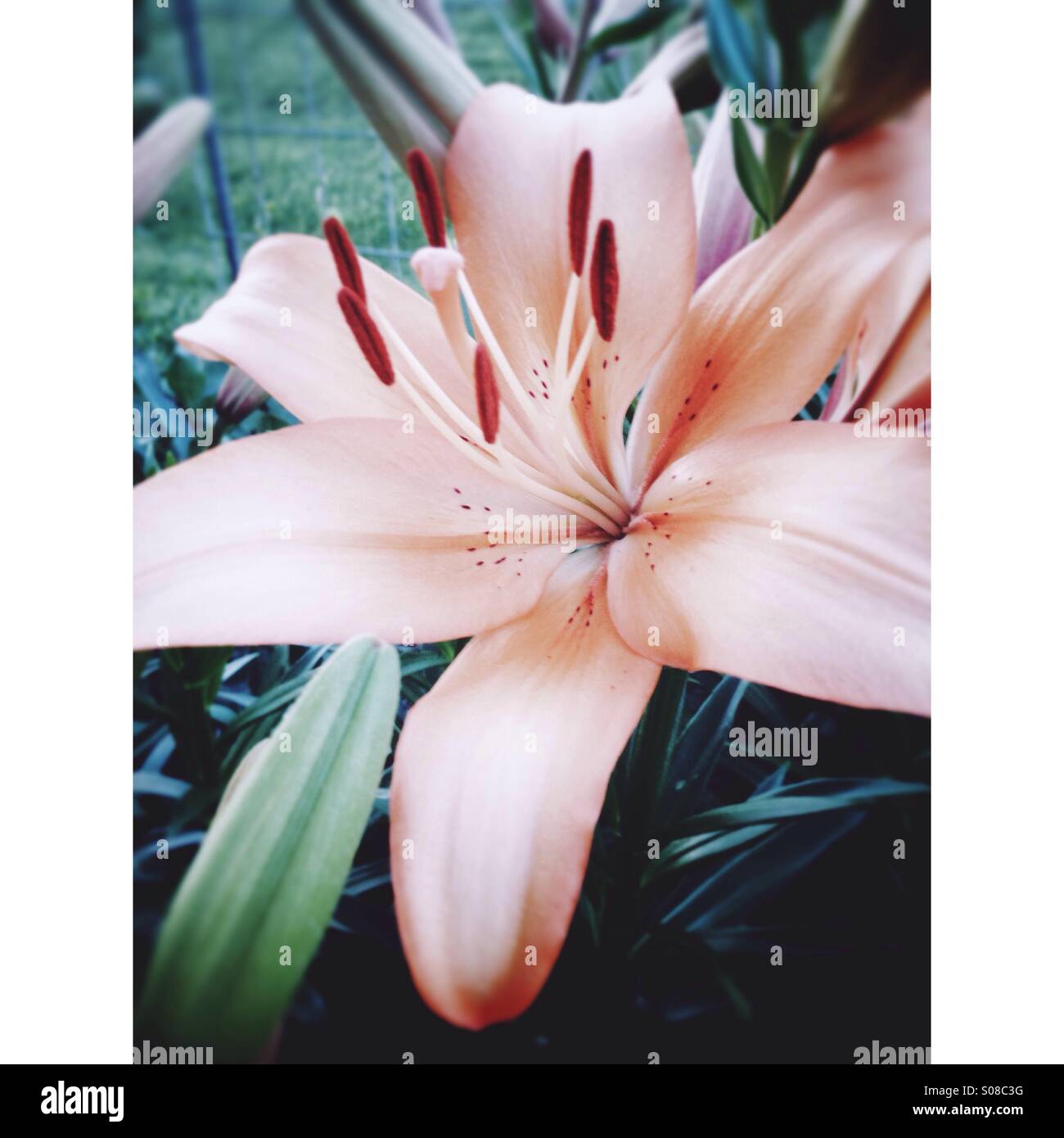 Pretty lilies hi-res stock photography and images - Alamy