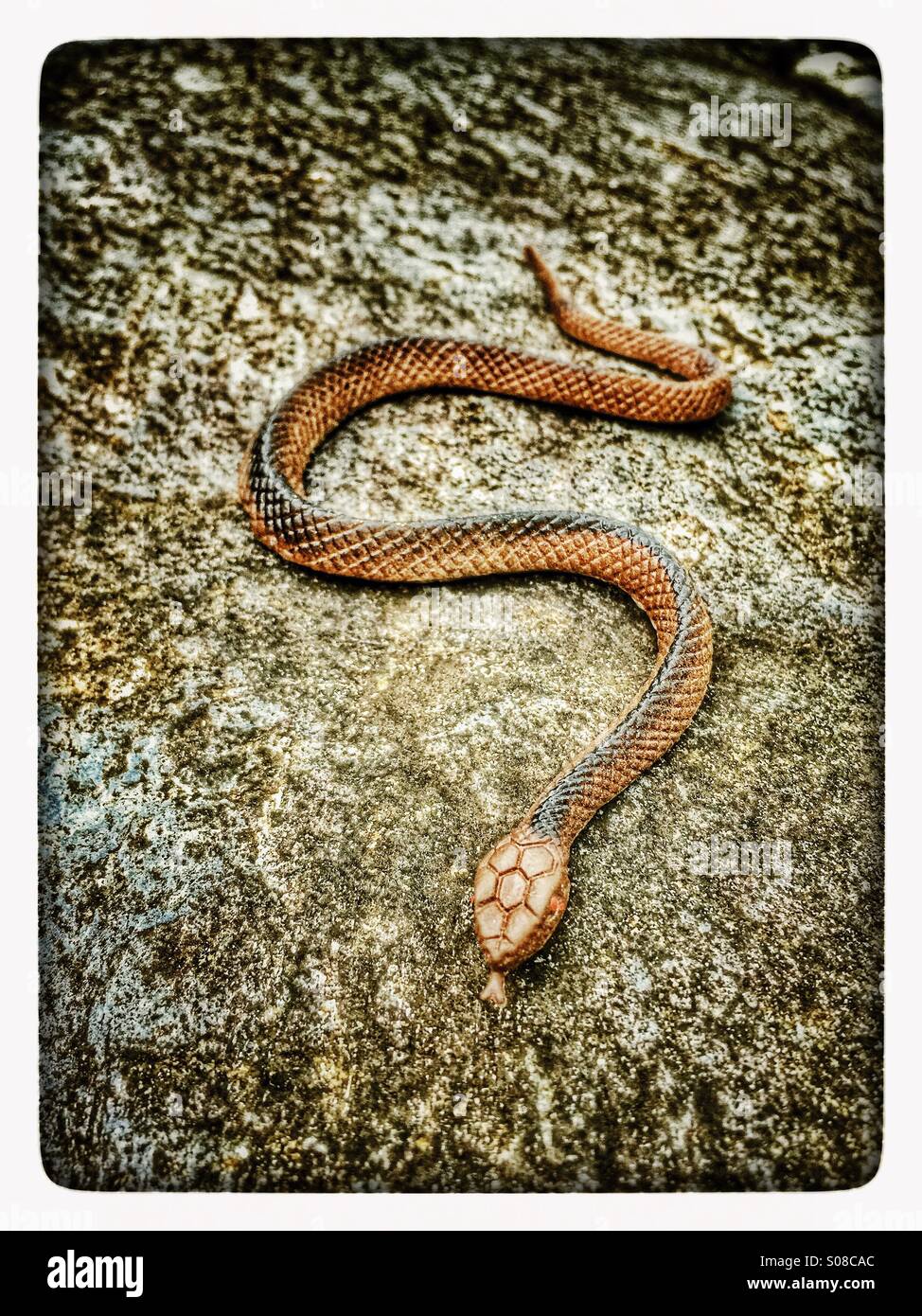 Rock snake hi-res stock photography and images - Alamy
