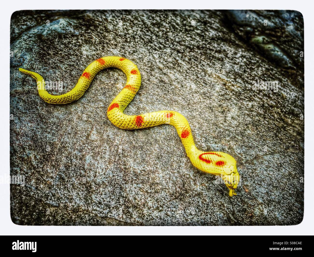 Rock snake hi-res stock photography and images - Alamy
