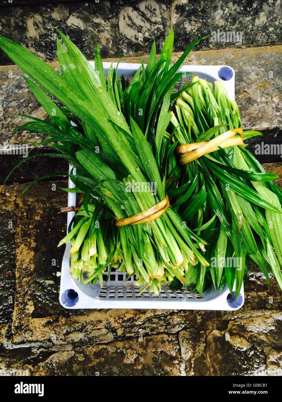 Bundles of Garlic Chives on sale at market in Hoi an Stock Photo - Alamy