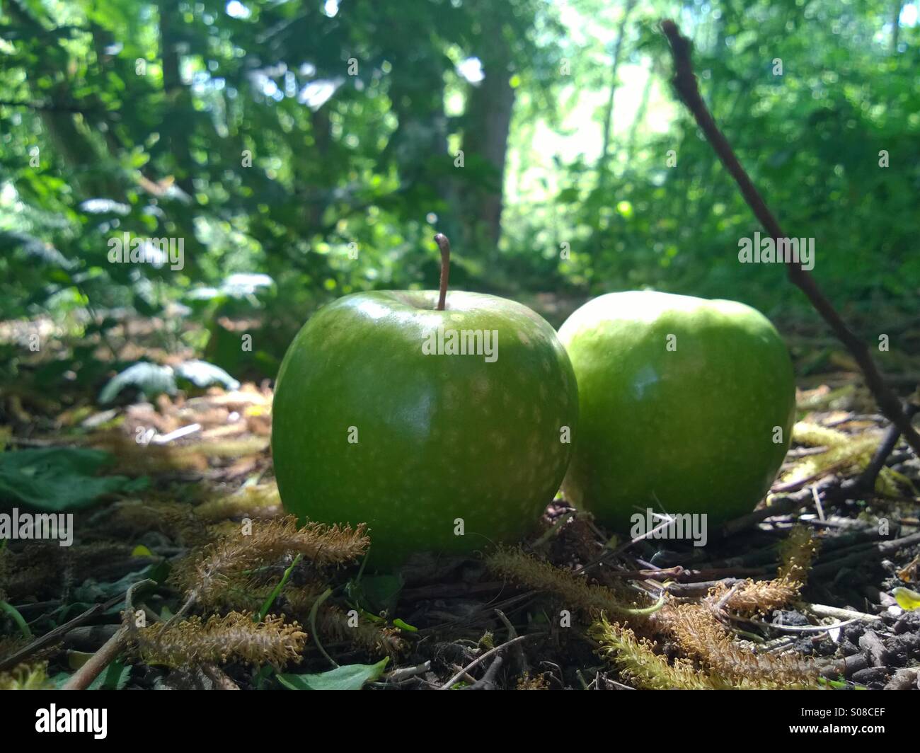 Apples in sunlight hi-res stock photography and images - Alamy