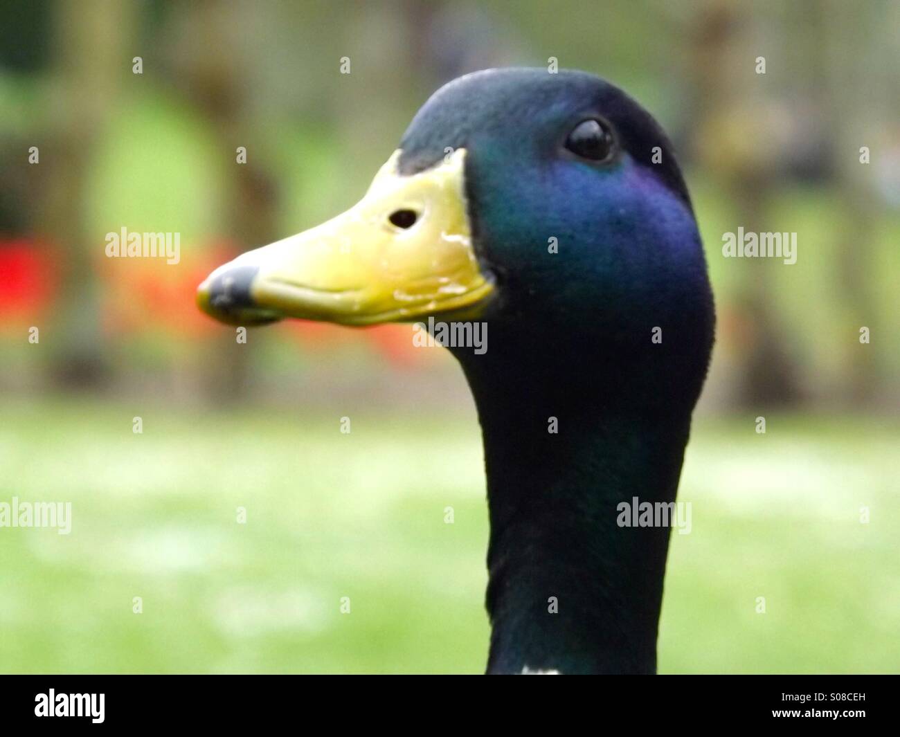 Duck eye close up hi-res stock photography and images - Alamy