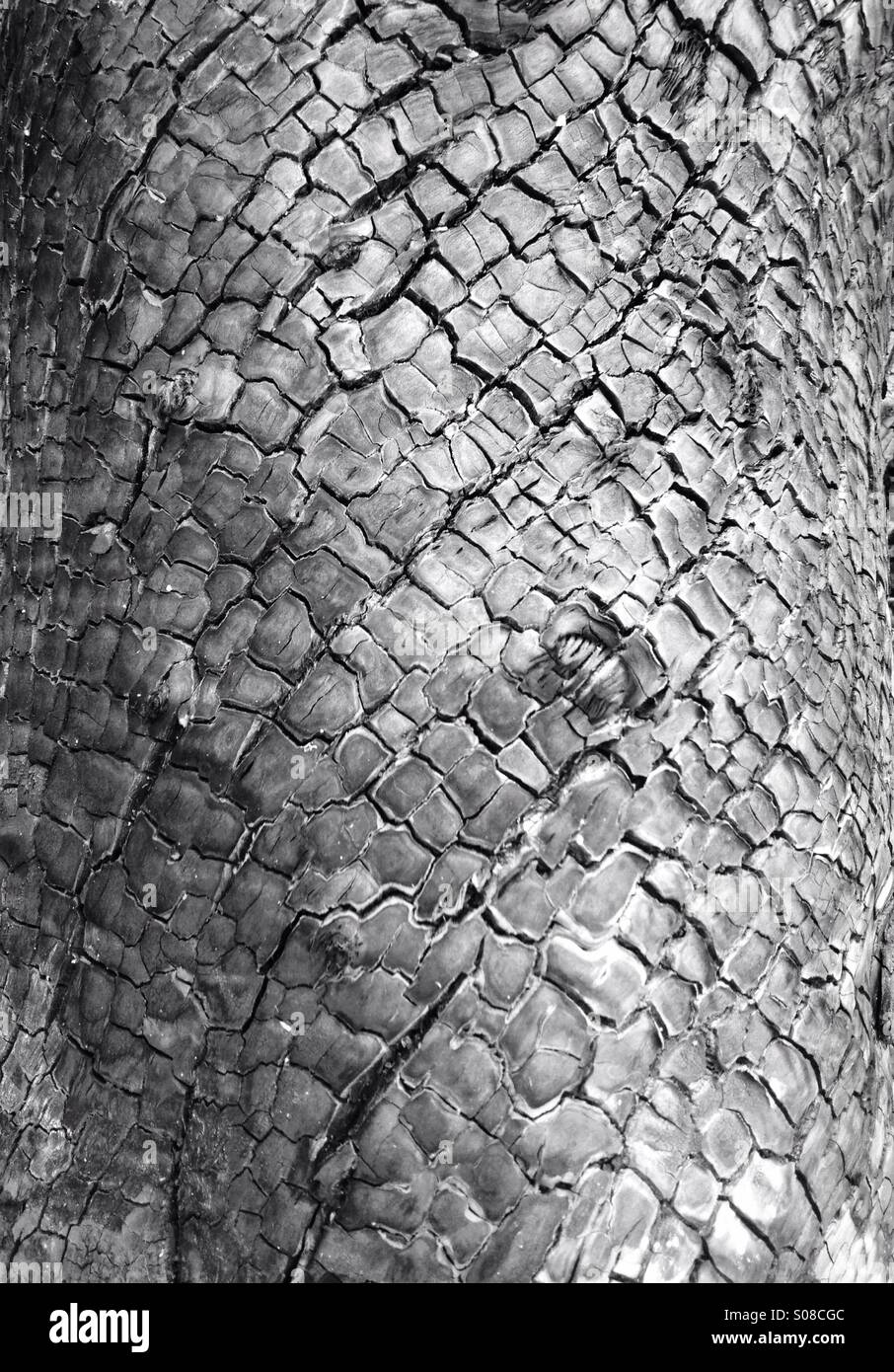 Texture of charred burnt log Stock Photo - Alamy