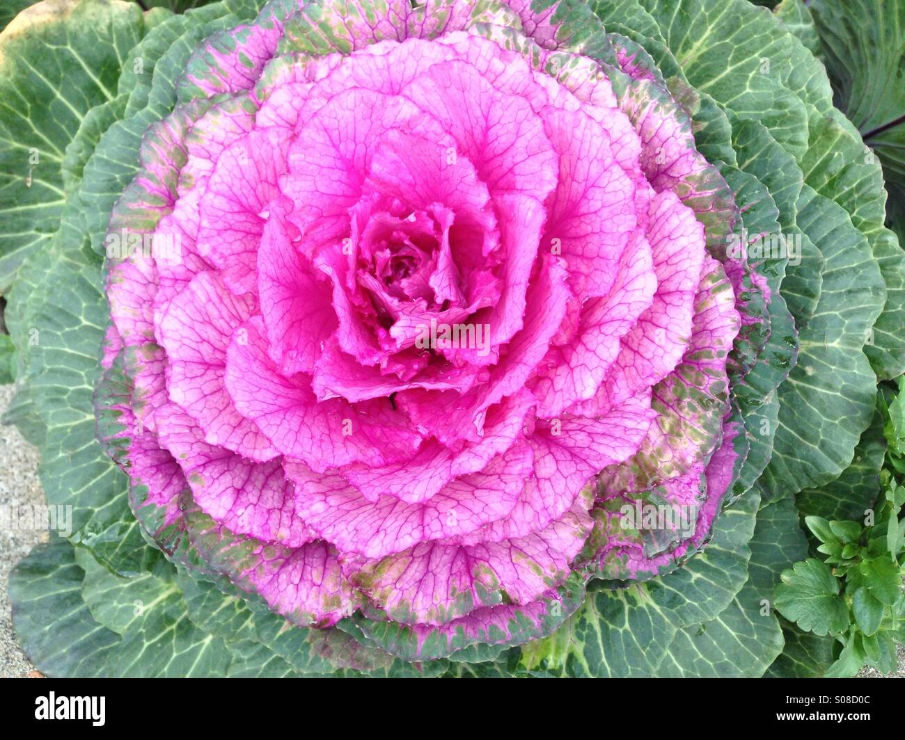 Ornamental cabbage, or flowering cabbage Stock Photo - Alamy