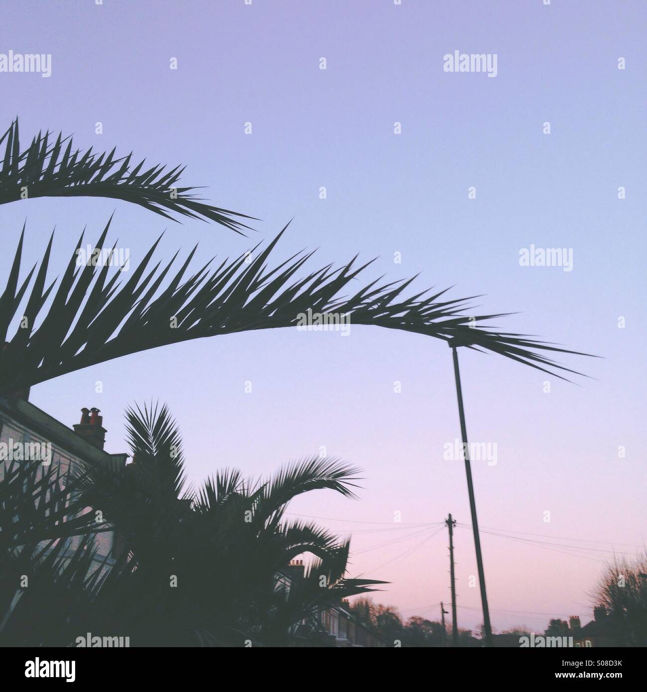 London palm hi-res stock photography and images - Alamy