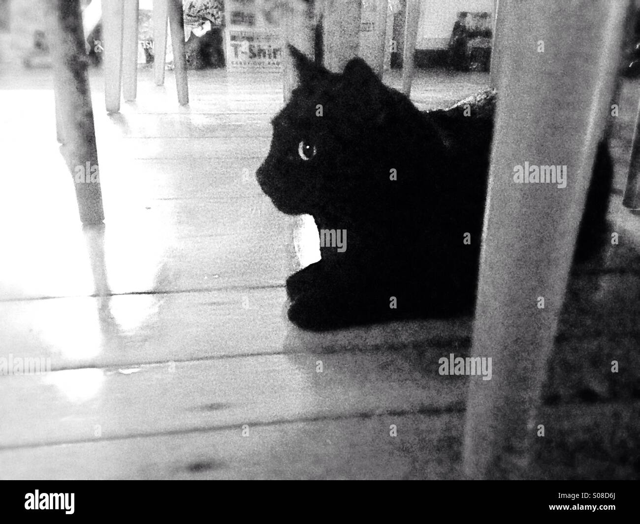 Cat under the table hi-res stock photography and images - Alamy