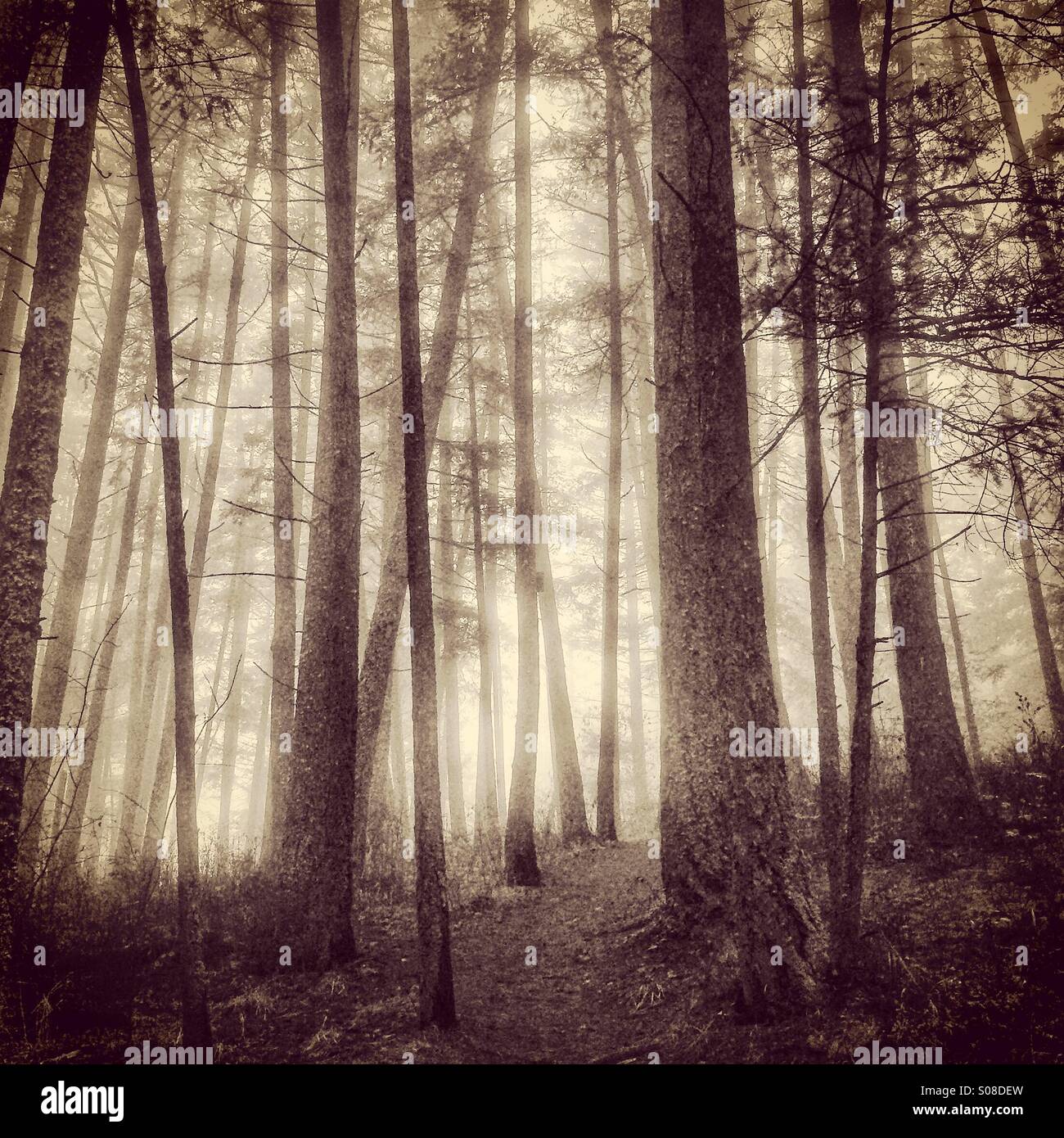 Mist light hi-res stock photography and images - Alamy