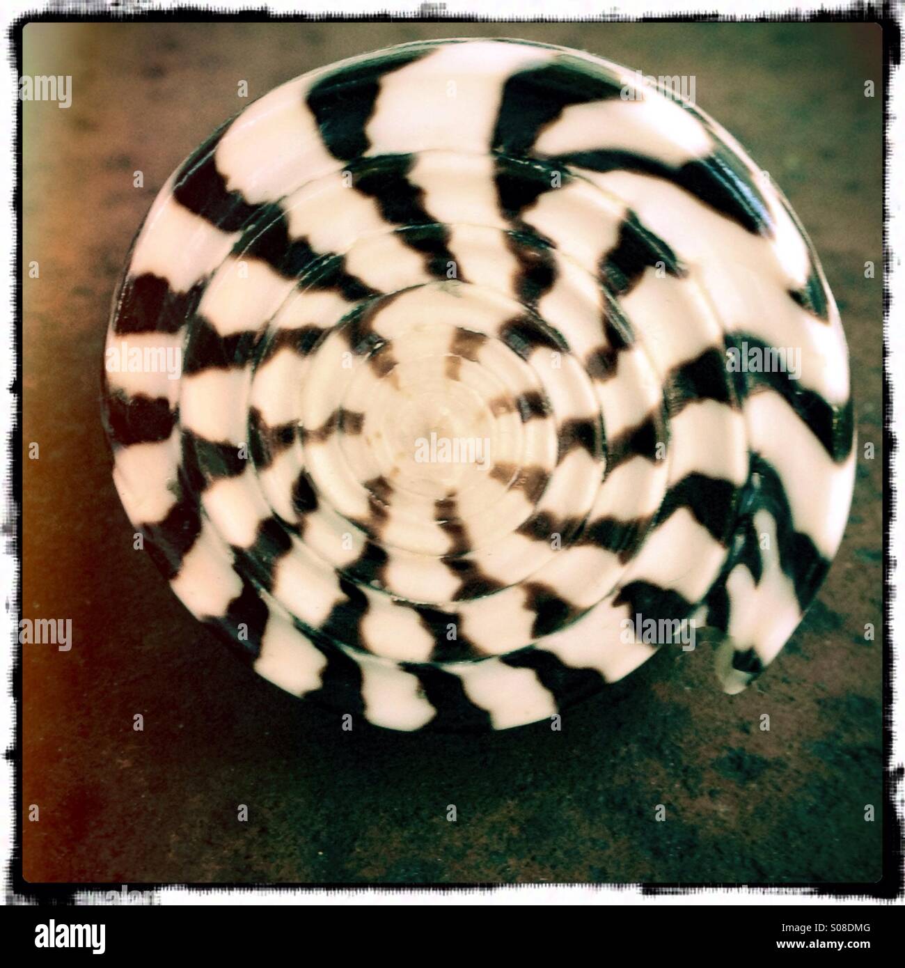 Conical shell hi-res stock photography and images - Alamy