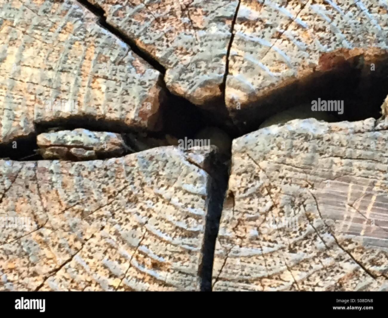 Sequoia Rings High Resolution Stock Photography and Images - Alamy