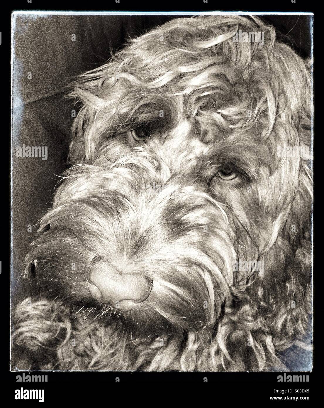 Sad puppy face hi-res stock photography and images - Alamy