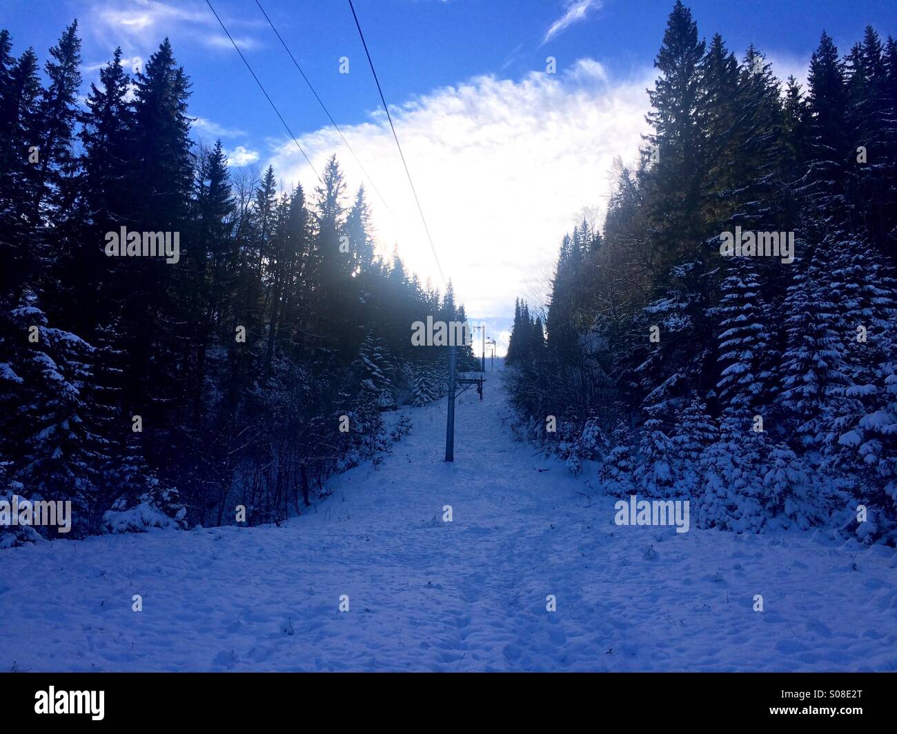 Snowy forest day Stock Photo - Alamy