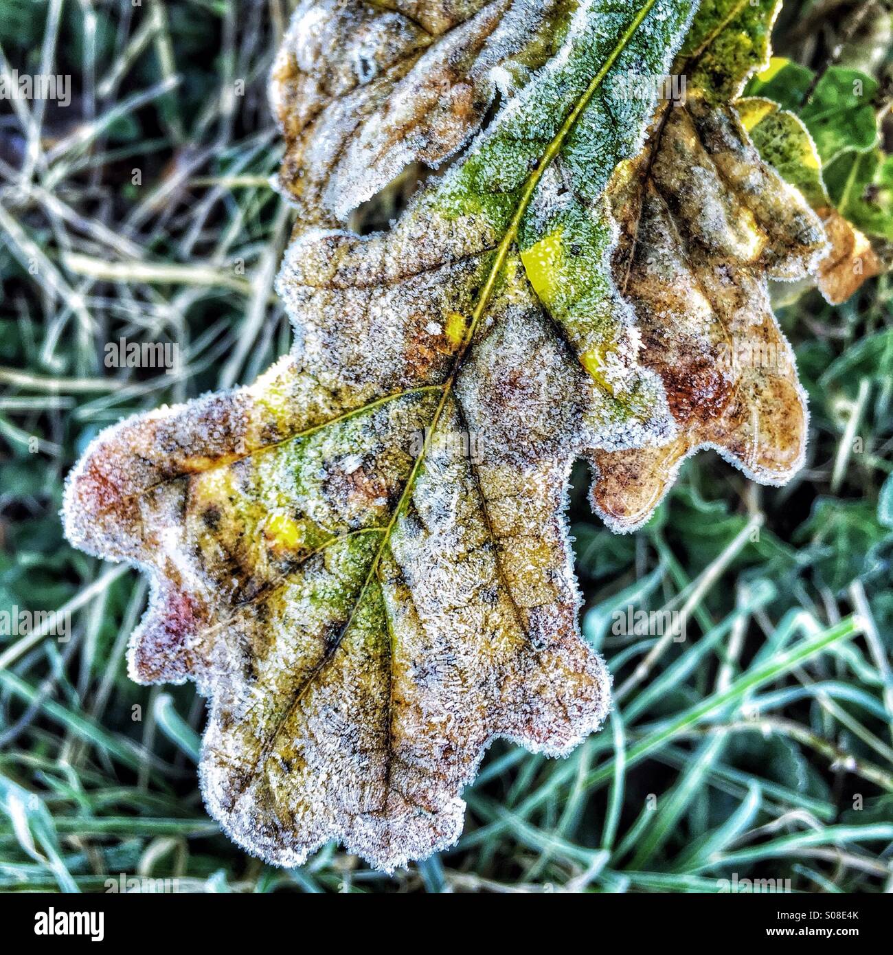 Crisp colours hi-res stock photography and images - Alamy