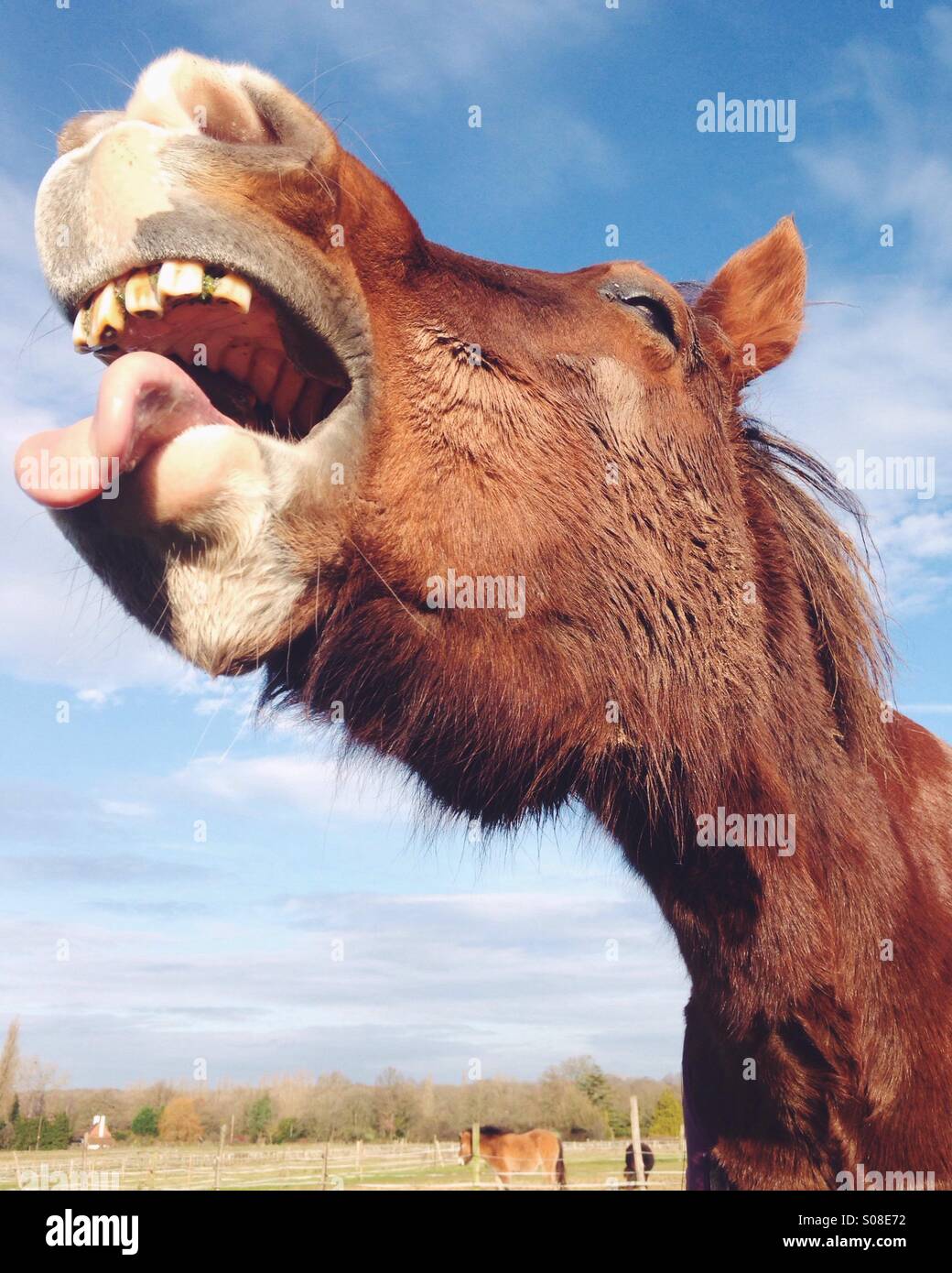 Alien Horse Stock Photo - Alamy