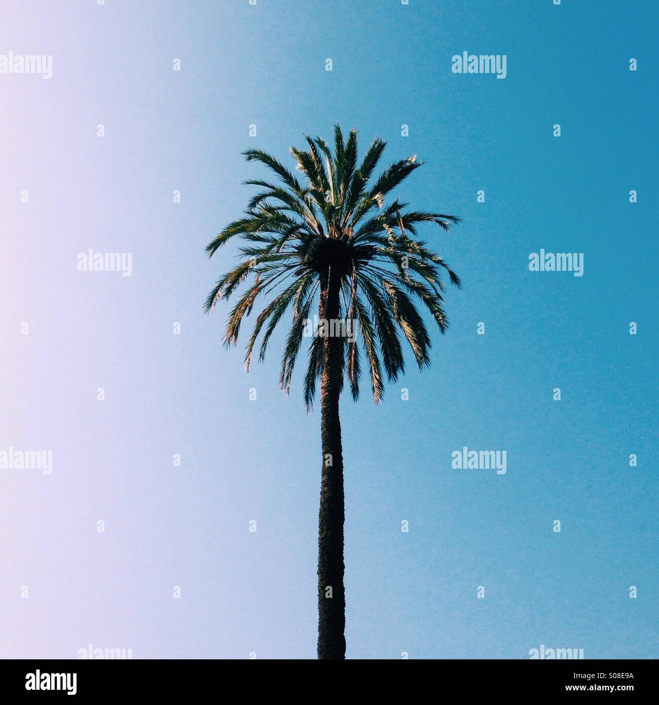 One tall tree hi-res stock photography and images - Alamy