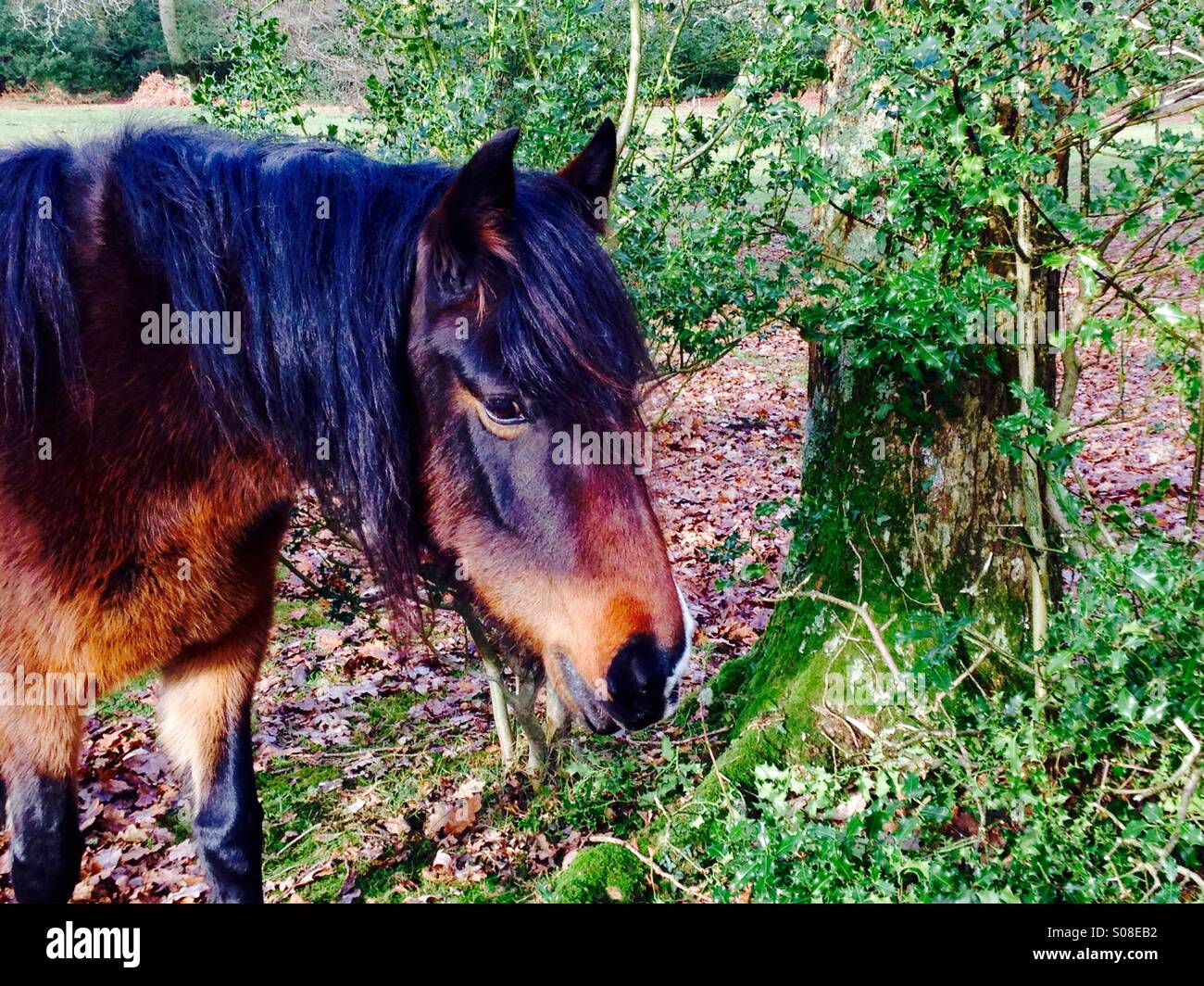 New forest pony Stock Photo - Alamy